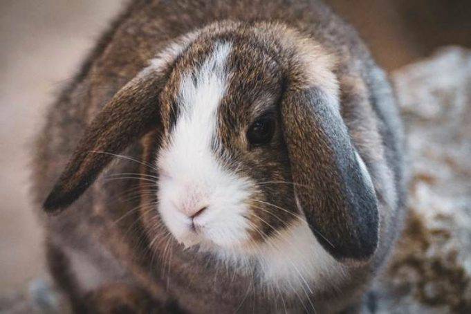 Razze di coniglio per bambini: qual è la specie adatta a loro
