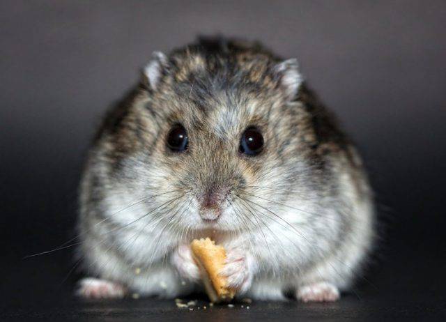 Criceto Roborovski: caratteristiche, riproduzione, habitat e alimentazione