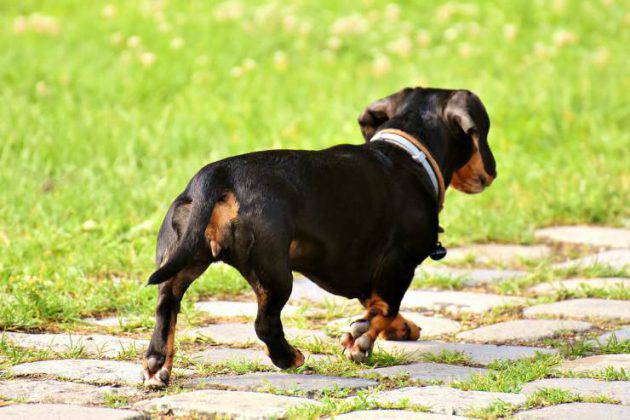 Il cane Bassotto e le sue varianti: caratteristiche, carattere, cura ...