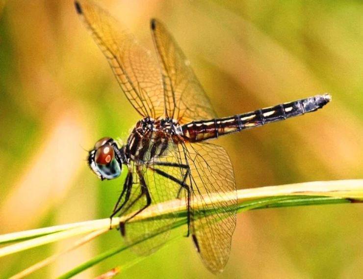 Gli insetti più belli del mondo: quando la natura crea opere d’arte