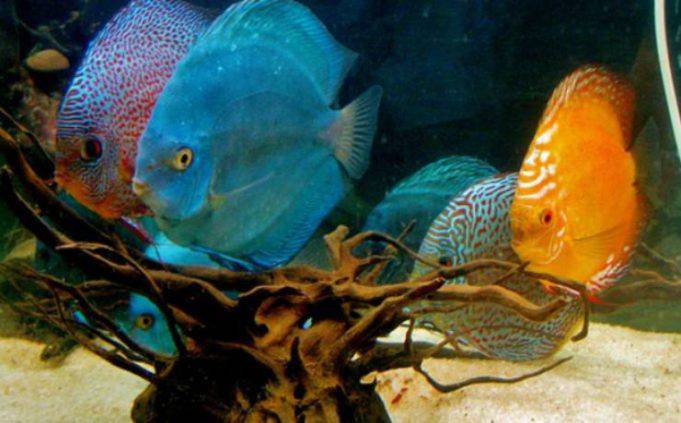 Pesce Discus: caratteristiche e allevamento del pesce più elegante