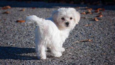 Maltese: caratteristiche, carattere, aspetto, cure, cuccioli, prezzo