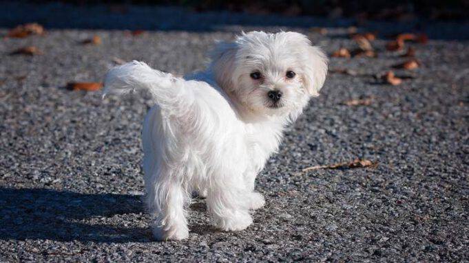 Maltese: caratteristiche, carattere, aspetto, cure, cuccioli, prezzo