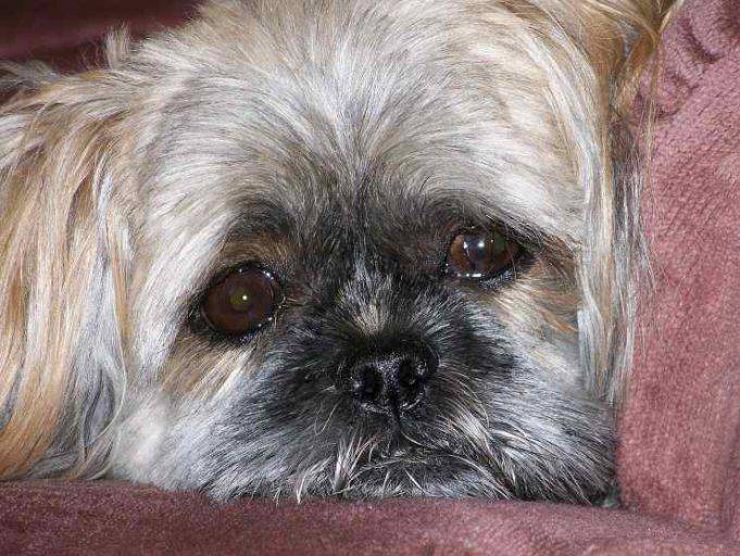 Zone calde e fredde del cane: a che serve riconoscerle