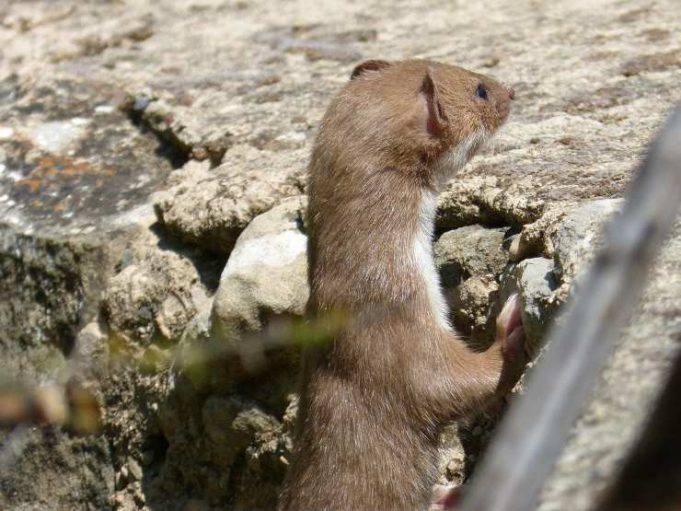 Donnola: caratteristiche, habitat, riproduzione, alimentazione, velocità