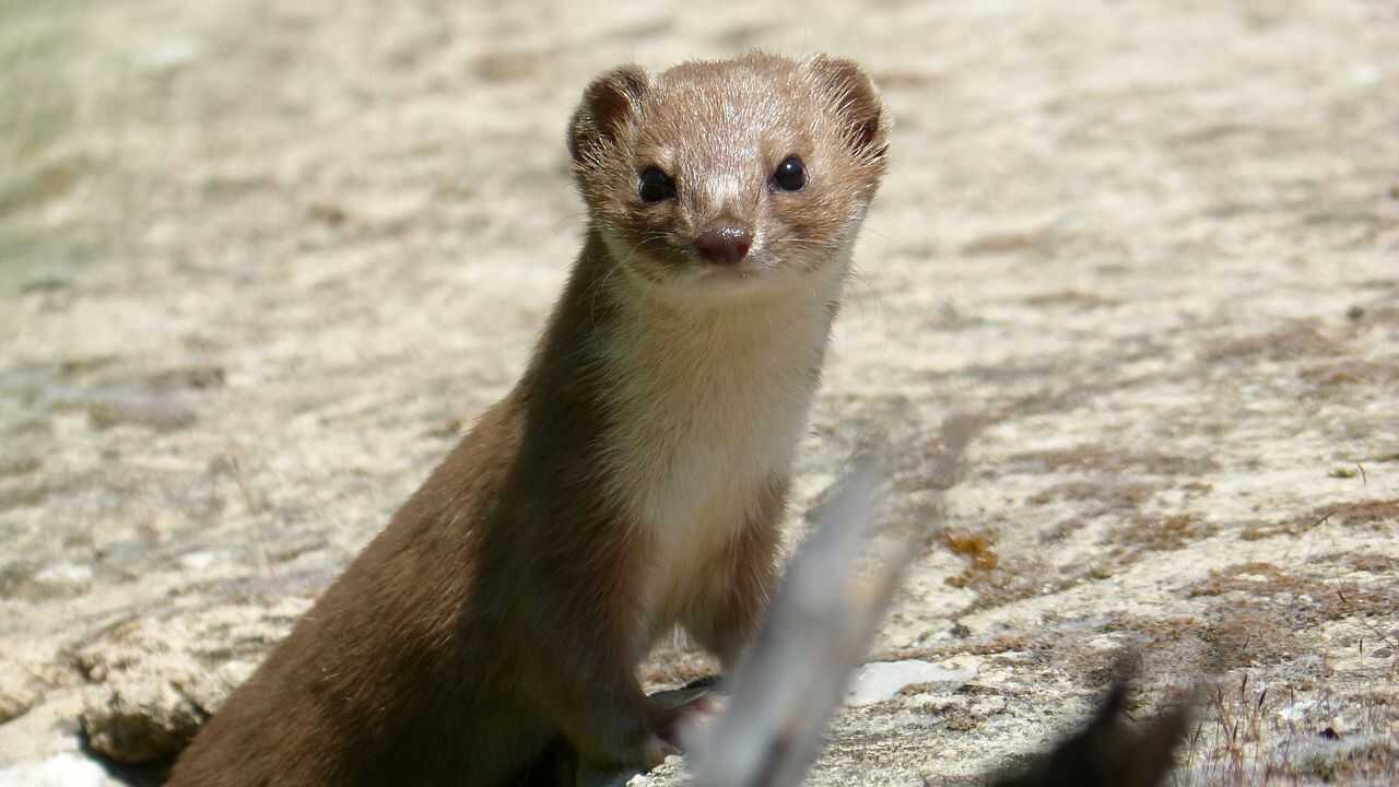 Donnola: caratteristiche, habitat, riproduzione, alimentazione, velocità