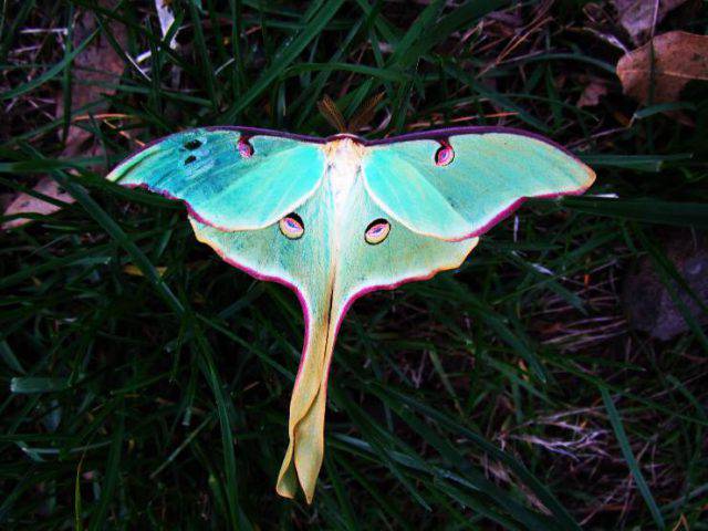 Gli insetti più belli del mondo: quando la natura crea opere d’arte