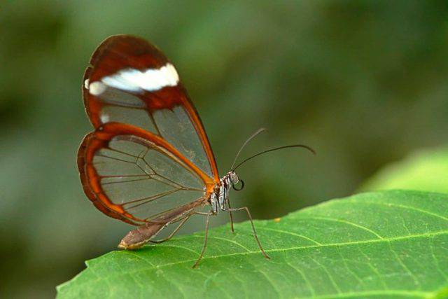 Gli insetti più belli del mondo: quando la natura crea opere d’arte