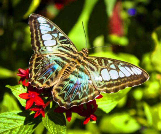 Gli insetti più belli del mondo: quando la natura crea opere d’arte