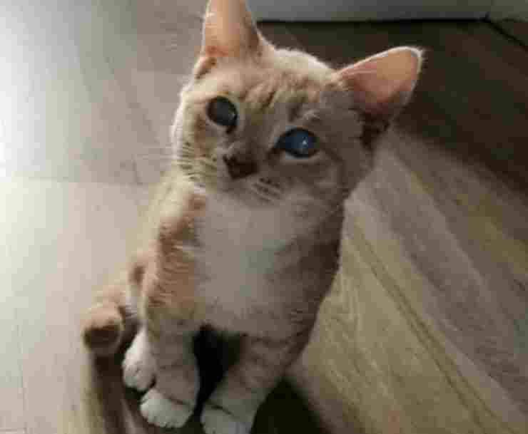 Costretto a restare per sempre piccolo, un micio è ogni giorno più bello