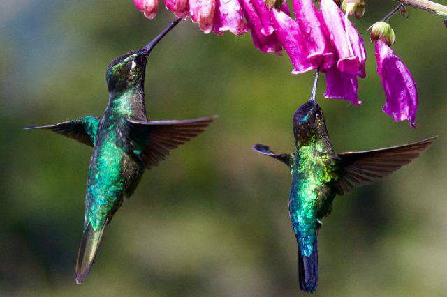 Il colibrì: le caratteristiche, l'habitat e l'alimentazione