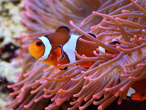 Pesce pagliaccio: curiosità e fatti poco noti sul pesce “Nemo”