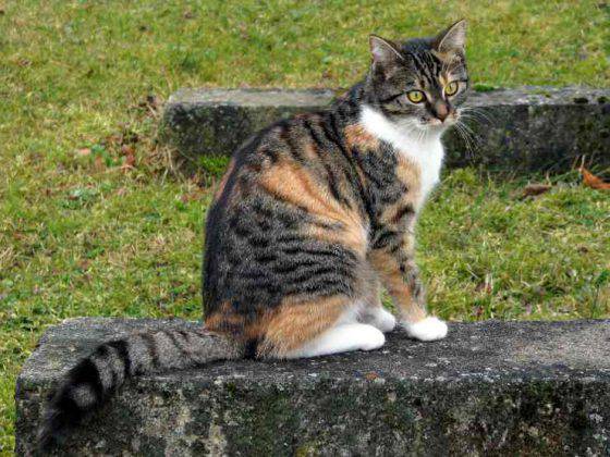 Perchè un gatto calico è quasi sempre femmina: genetica e colori del pelo
