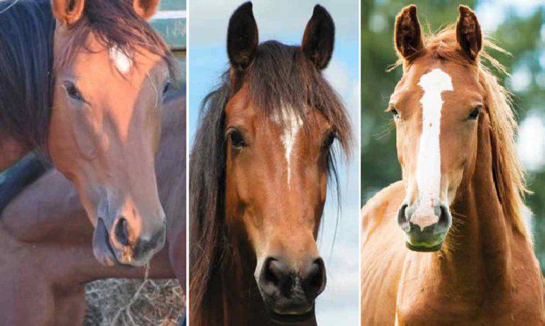 Segni distintivi del cavallo: le macchie sul muso e le balzane