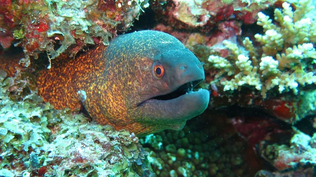 Murena (Muraenidae): cosa mangia, è velenosa, morso, caratteristiche