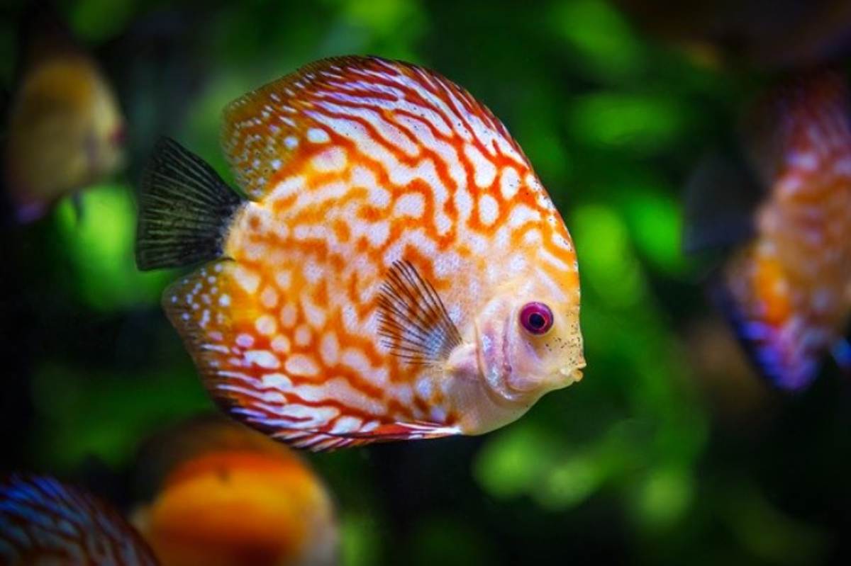 Pesce Discus: caratteristiche e allevamento del pesce più elegante