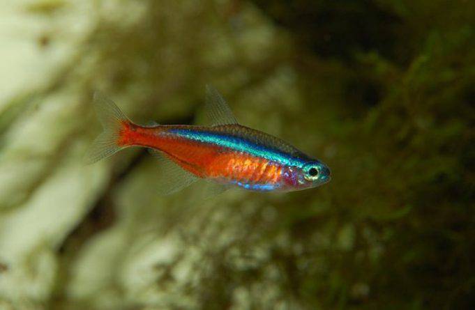 Come allevare il pesce neon: caratteristiche e cure dell'acquario