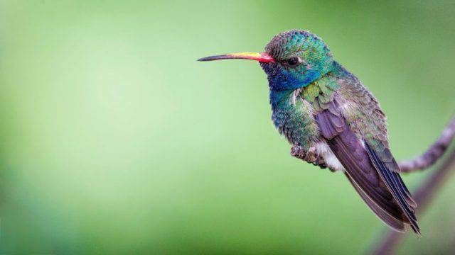 Perché il colibrì è un uccello speciale: ci sono almeno 10 motivi