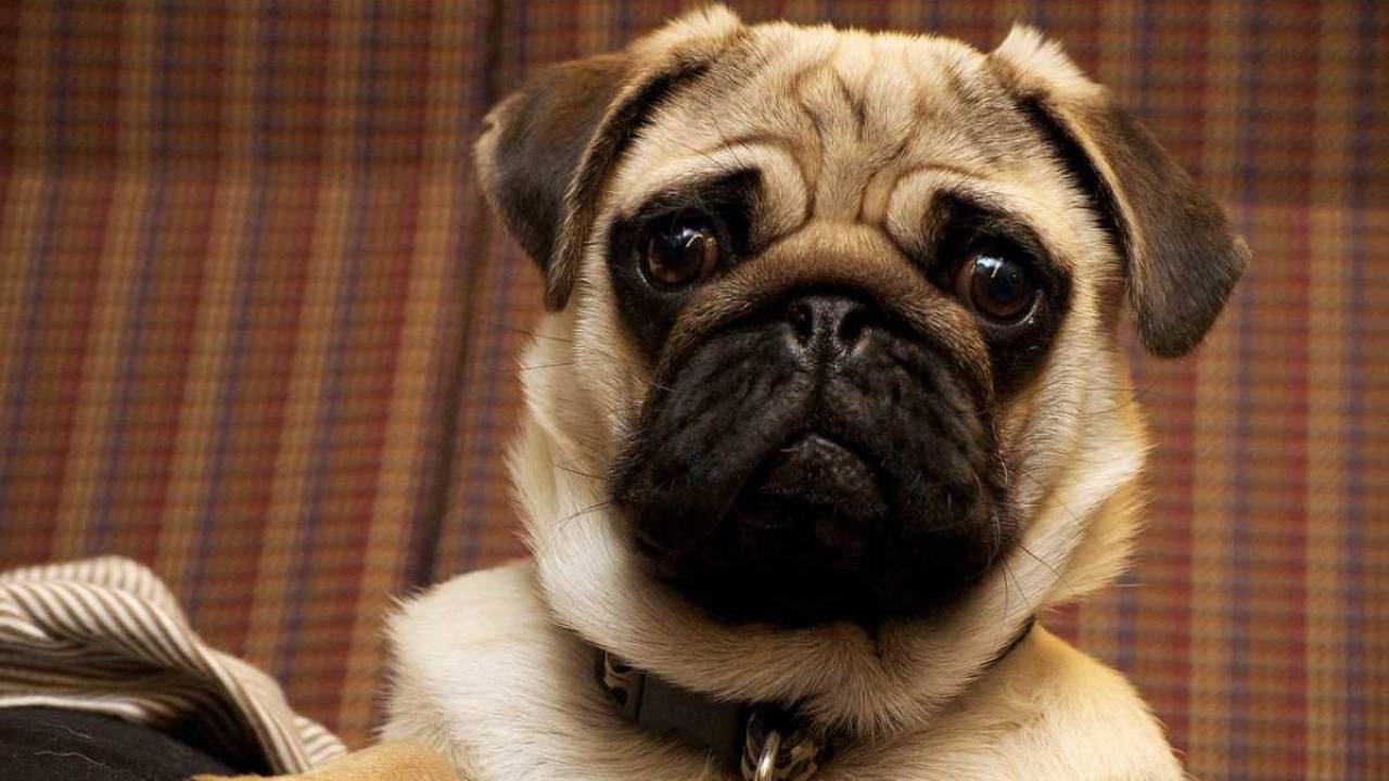 Cani Molossi: quali sono e le caratteristiche comuni dei molossoidi