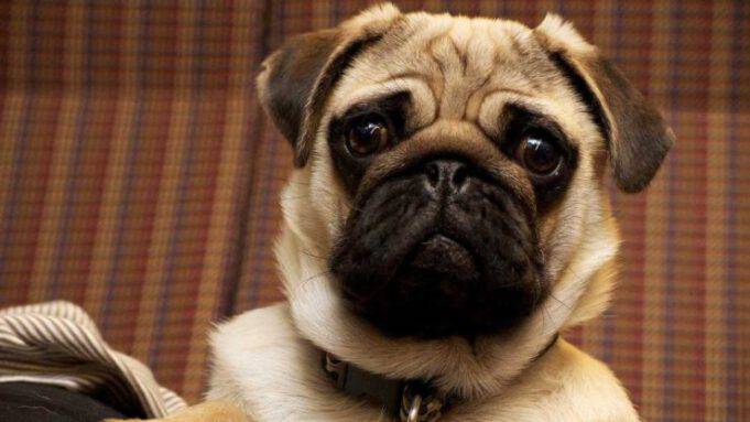 Cani Molossi: quali sono e le caratteristiche comuni dei molossoidi