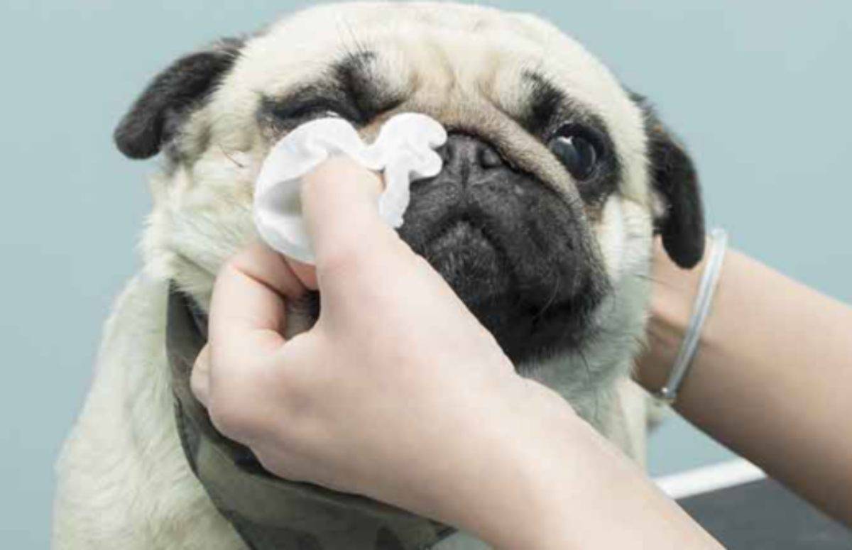 Come pulire il viso del cane: dalla faccia alle orecchie