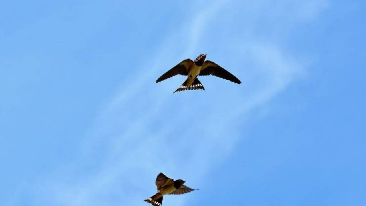 Rondine: le caratteristiche, l'habitat e l'alimentazione