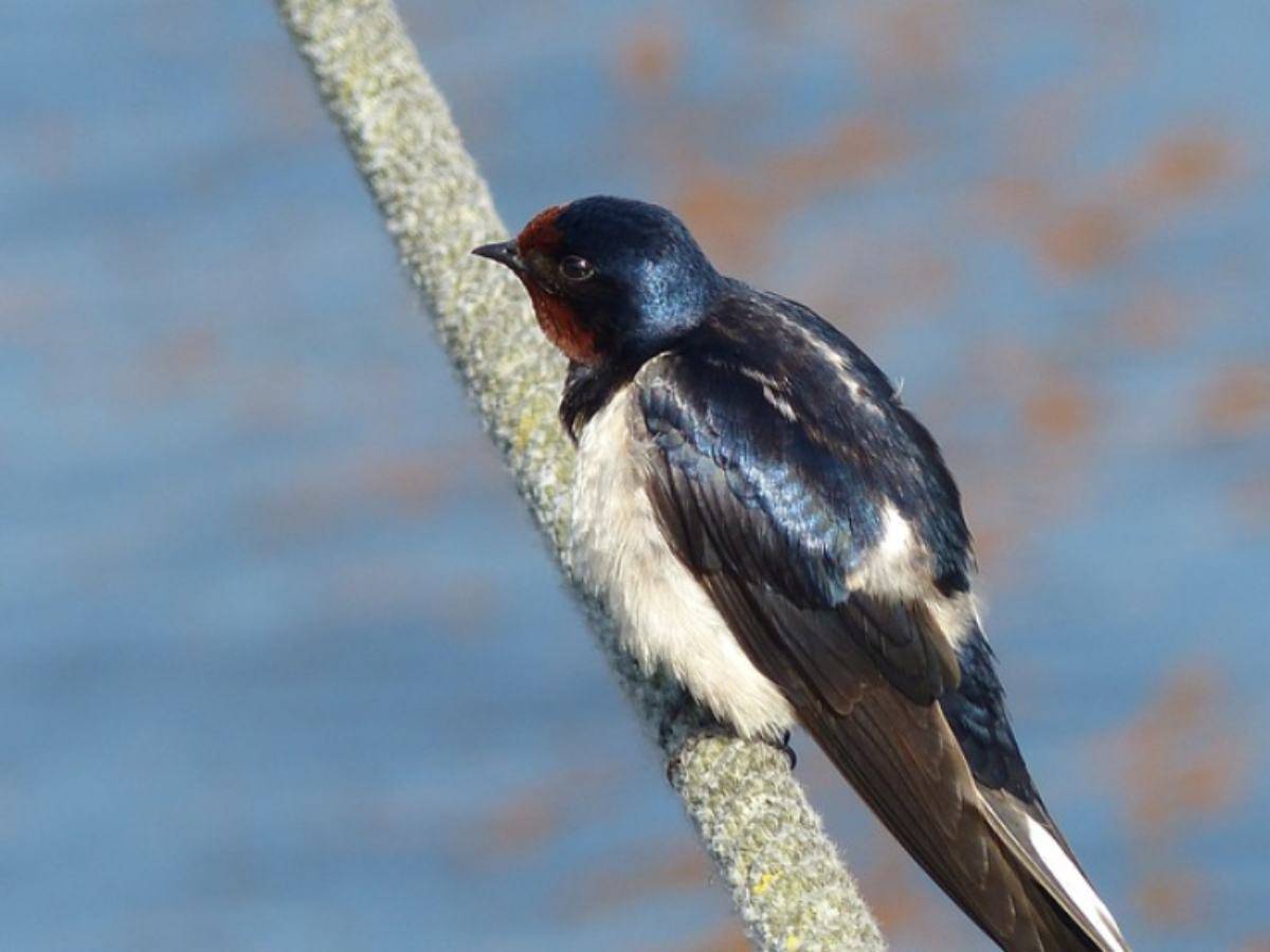 Perché si dice una rondine non fa primavera? L'origine dell'espressione