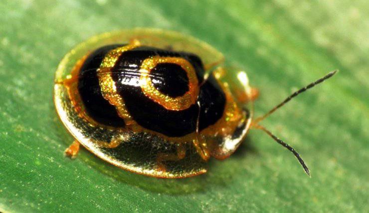 Gli insetti più belli del mondo: quando la natura crea opere d’arte