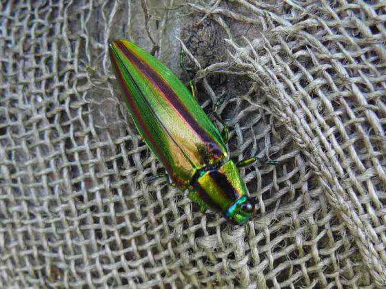 Gli insetti più belli del mondo: quando la natura crea opere d’arte