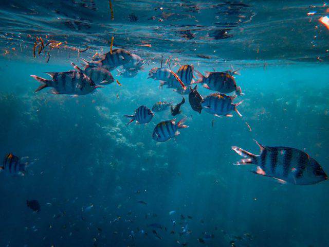 Perché i pesci nuotano in verticale nell’acquario e cosa significa?