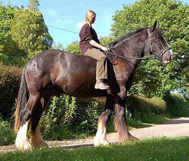 Come calcolare il peso di un cavallo: la tabella in base alle razze