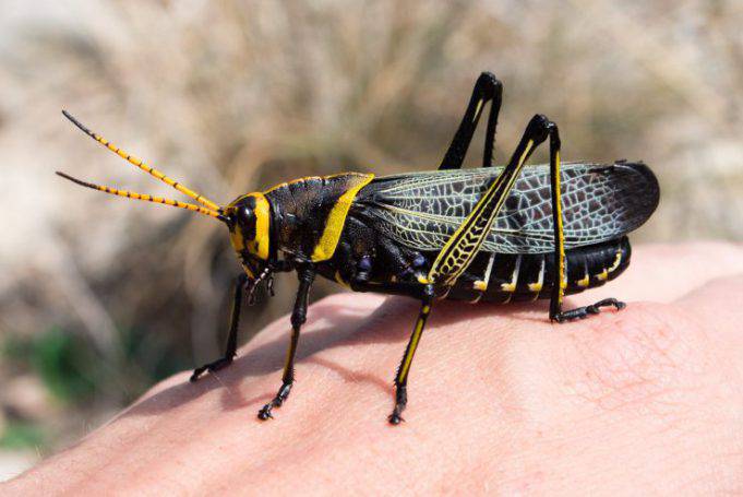 Gli insetti più belli del mondo: quando la natura crea opere d’arte
