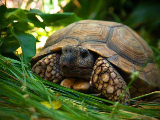 Tartaruga marginata: la testuggine terrestre Europea più grande