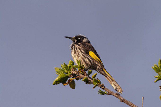 Specie di uccelli più piccoli al mondo: un elenco delle principali specie