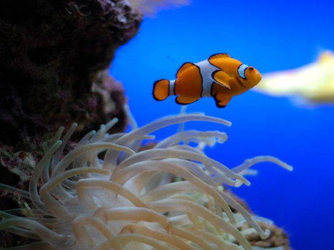 Pesce pagliaccio: curiosità e fatti poco noti sul pesce “Nemo”