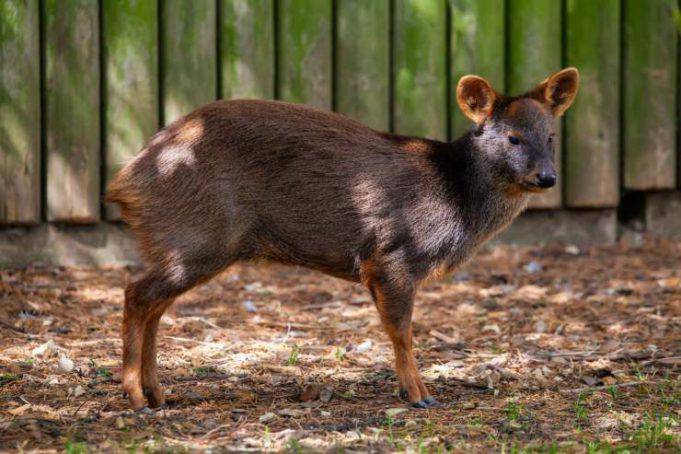 Il più piccolo cervo al mondo: il Pudu Puda del Sudamerica