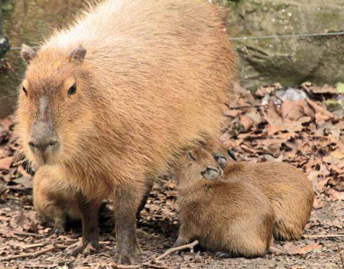 Curiosità sul capibara: conosciamo il più grande roditore al mondo