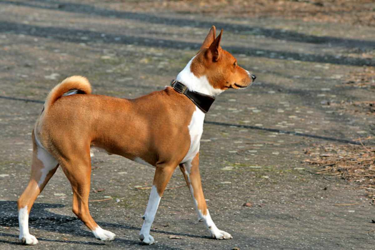 Un cane che non abbaia? Il Basenji è una razza molto particolare