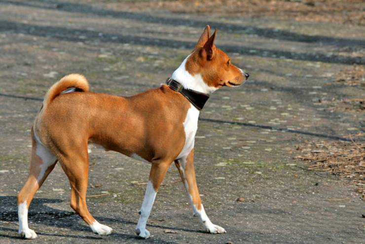 Un cane che non abbaia? Il Basenji è una razza molto particolare