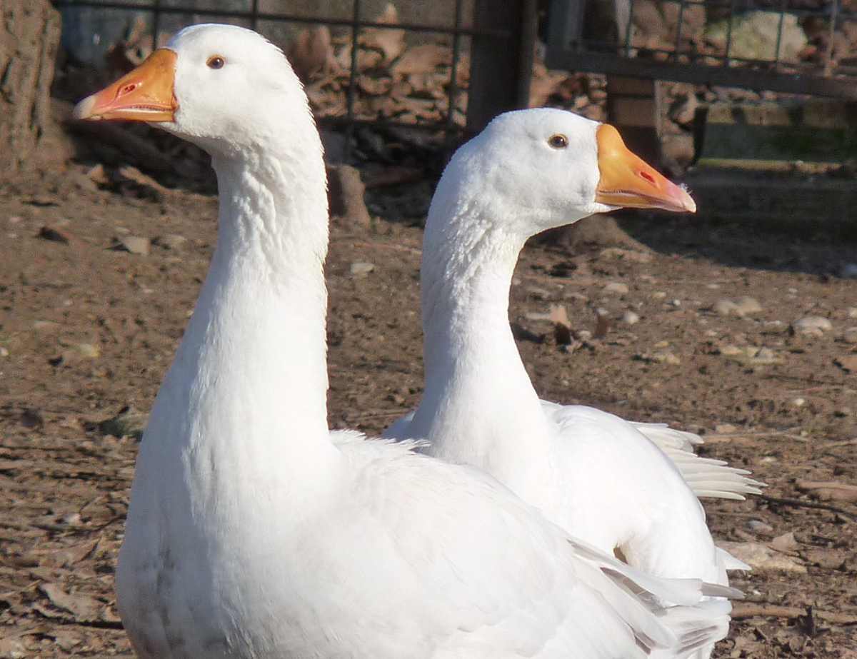 Curiosità sulle oche e fatti poco noti su questo particolare uccello