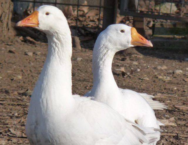 Curiosità sulle oche e fatti poco noti su questo particolare uccello