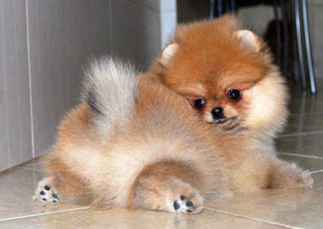 Volpino di Pomerania: pro e contro di avere un cane di questa razza toy