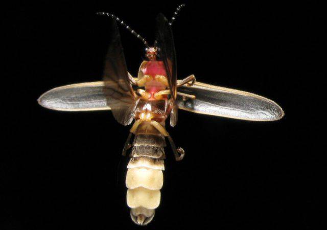 Le lucciole, 10 curiosità su questo splendente insetto che non conoscevi