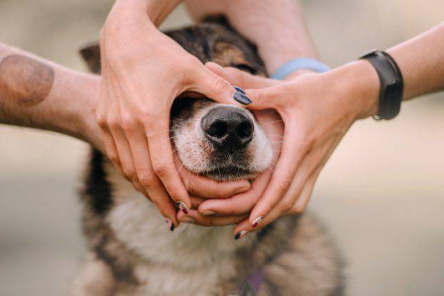 Il cane si gratta il muso: cause e rimedi ai fastidi del muso