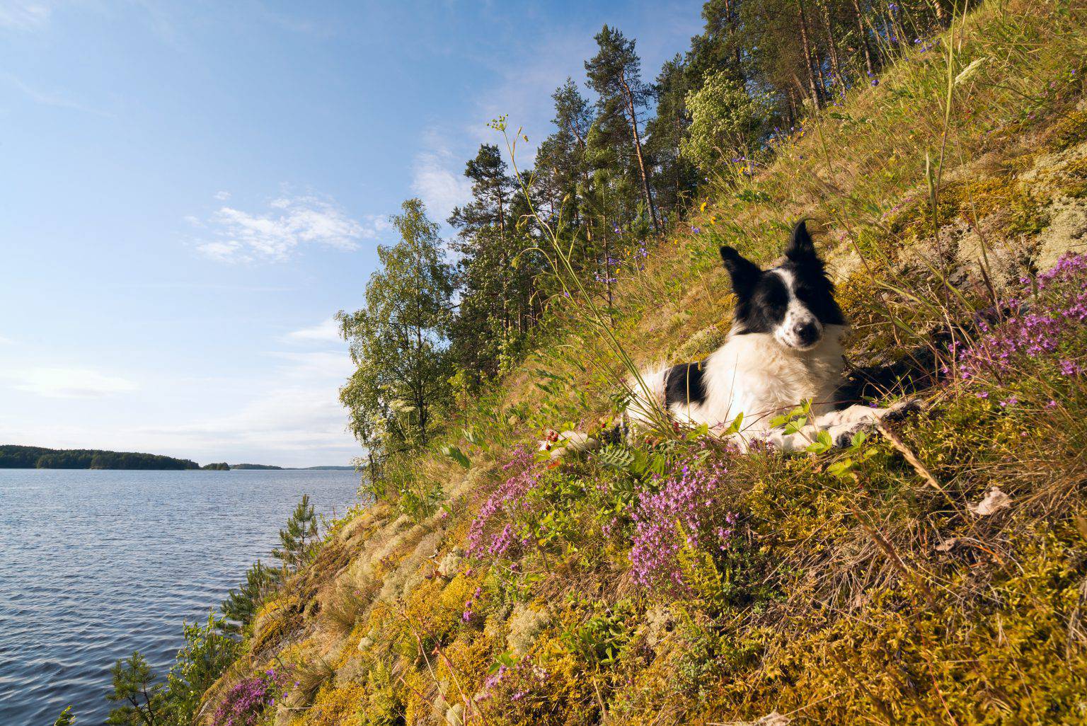 Cane da orso della carelia scheda razza cane da caccia
