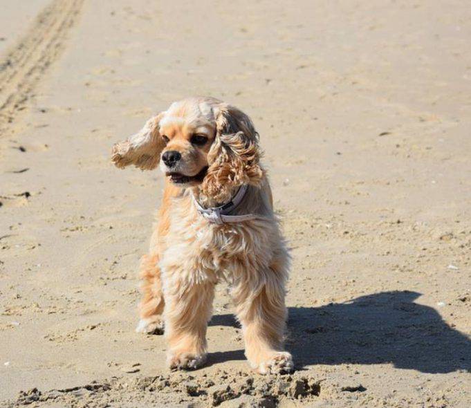 Cocker Americano scheda razza cane da caccia di piccole dimensioni