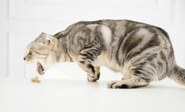 Come salvare un gatto che soffoca: la manovra di Heimlich