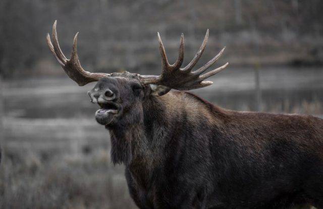 Caprioli, alci, cervi e renne: le specie di cervidi nel mondo
