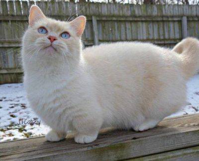 Gatto Munchkin: prezzo, carattere, cura, alimentazione, salute, curiosità