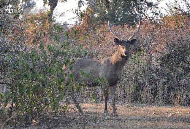 Caprioli, alci, cervi e renne: le specie di cervidi nel mondo